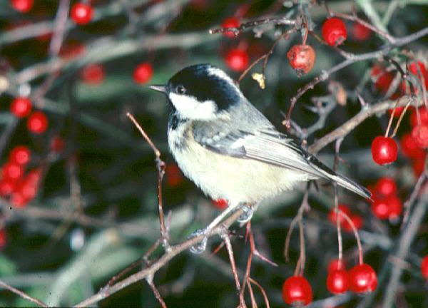 Wild Essex species: coal tit