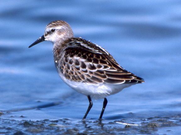 Wild Essex species: dunlin