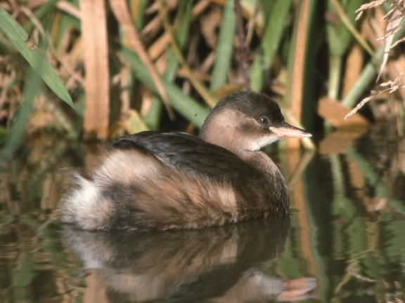 Wild Essex species: little grebe