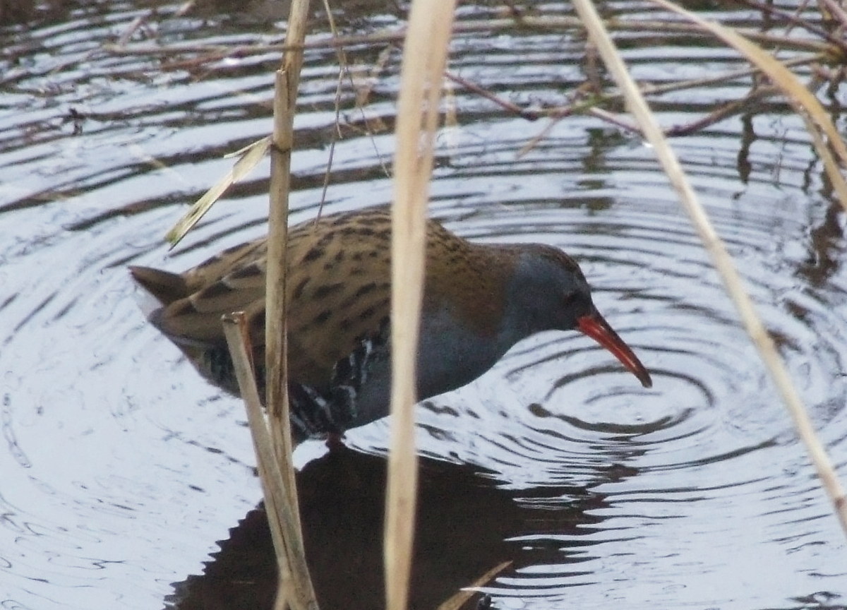 Wild Essex species: water rail