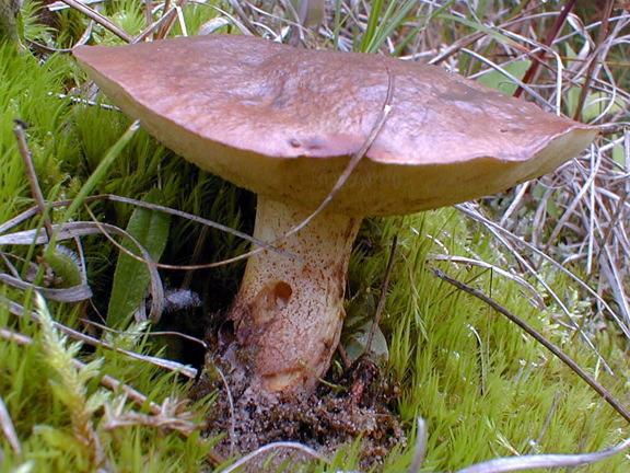 Wild Essex species: slippery jack