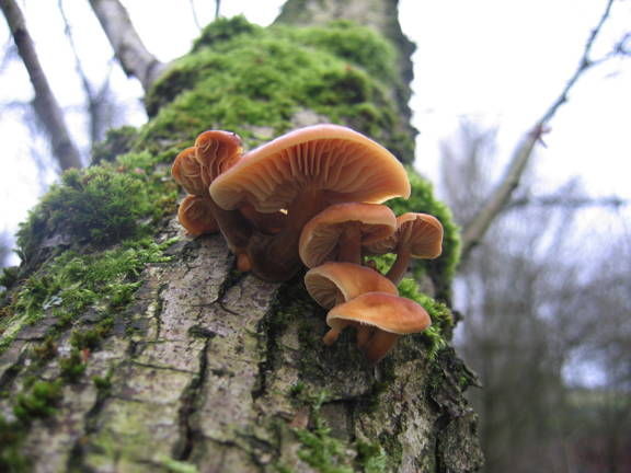 Wild Essex species: spindle shank
