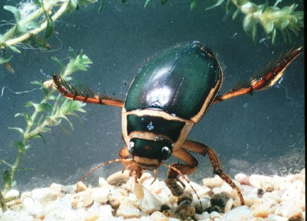 Wild Essex species: great diving beetle