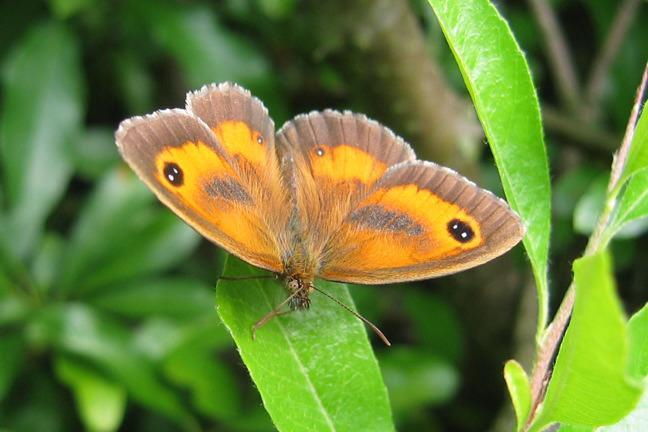 Wild Essex species: gatekeeper