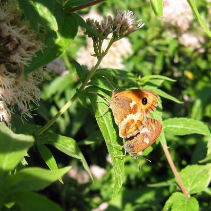 Wild Essex species: gatekeeper