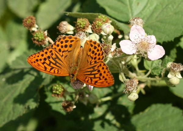 Wild Essex species: silver-washed fritillary
