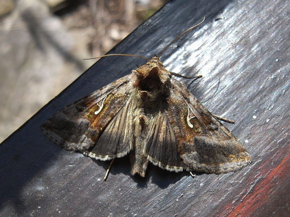 Wild Essex species: silver-Y moth
