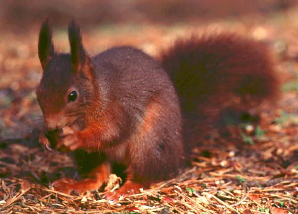 Wild Essex species: red squirrel
