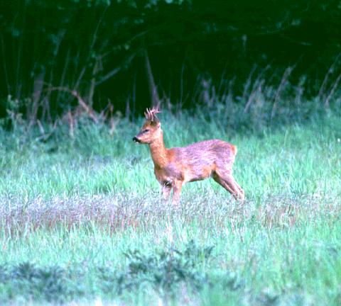 Wild Essex species: roe deer