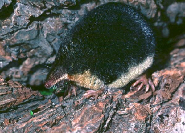 Wild Essex species: water shrew