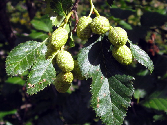 Wild Essex species: alder