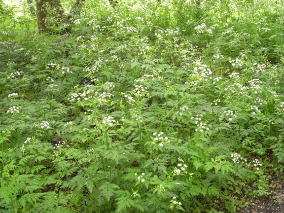 Wild Essex species: cow parsley