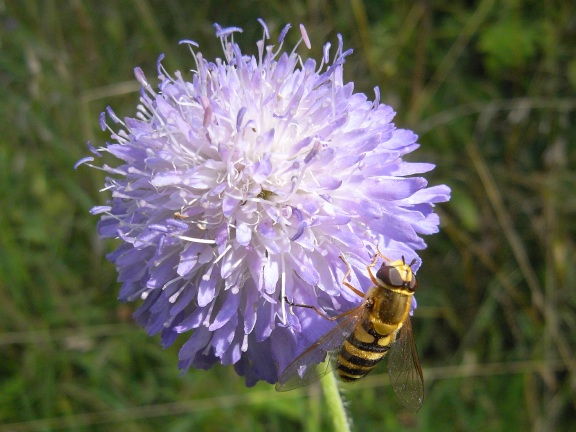 Wild Essex species: field scabious
