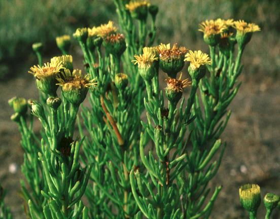 Wild Essex species: golden samphire