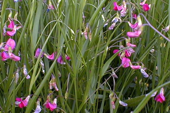 Wild Essex species: grass vetchling
