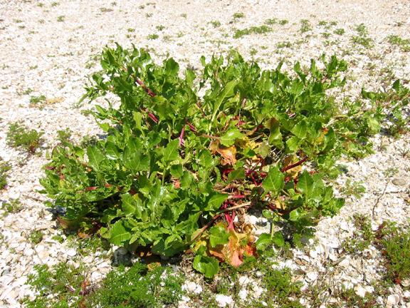 Wild Essex species: sea beet