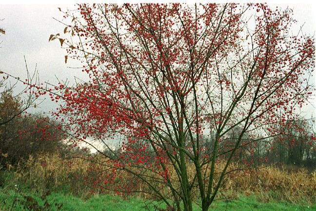 Wild Essex species: spindle