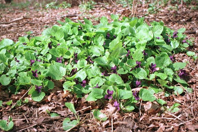 Wild Essex species: sweet violet