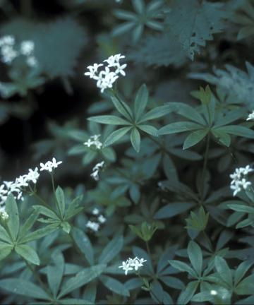 Wild Essex species: sweet woodruff