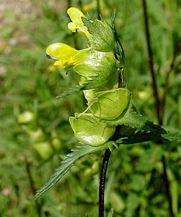 Wild Essex species: yellow rattle